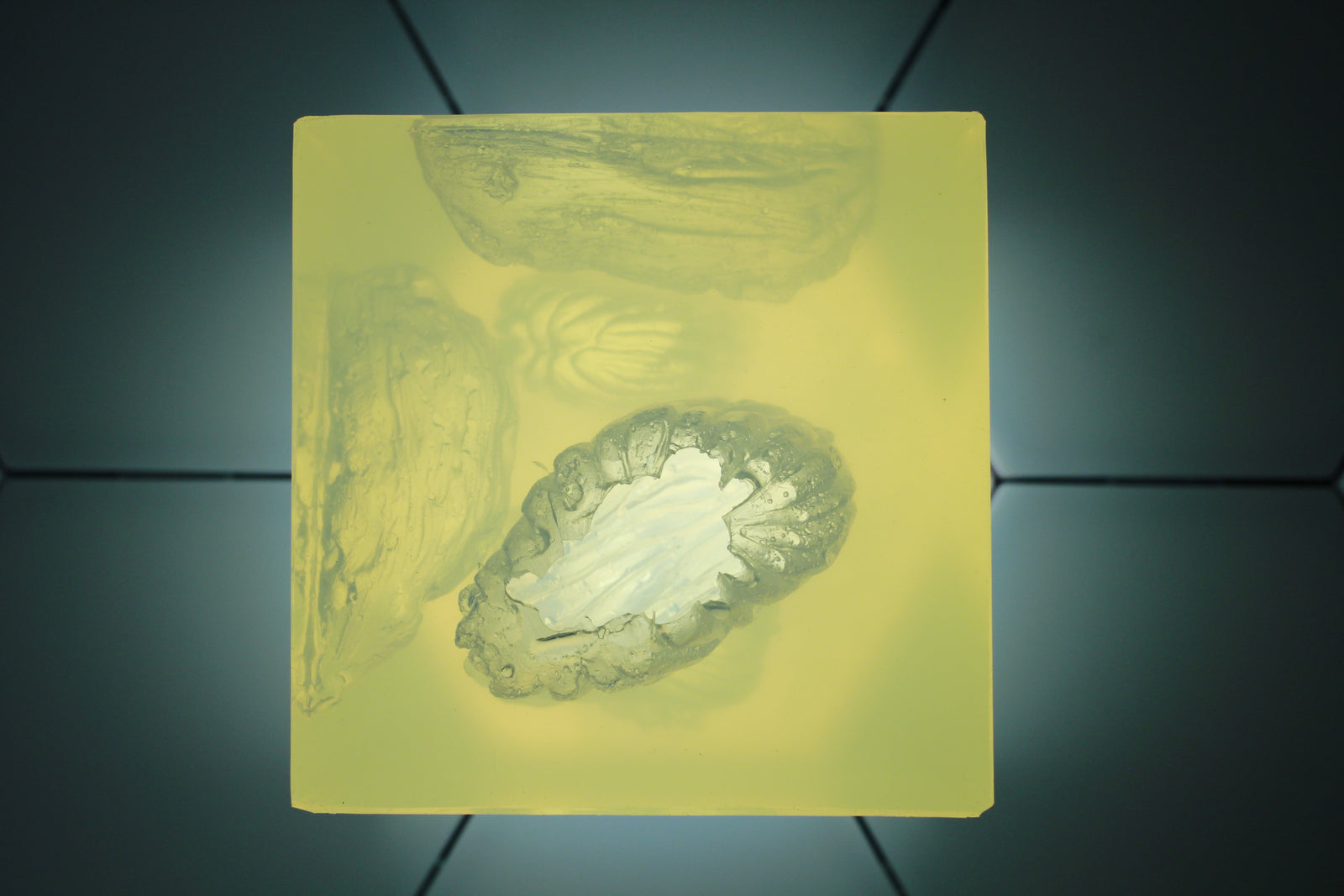 Wound Cube - Training Pack | Silicone Wound Simulator and Training Aid